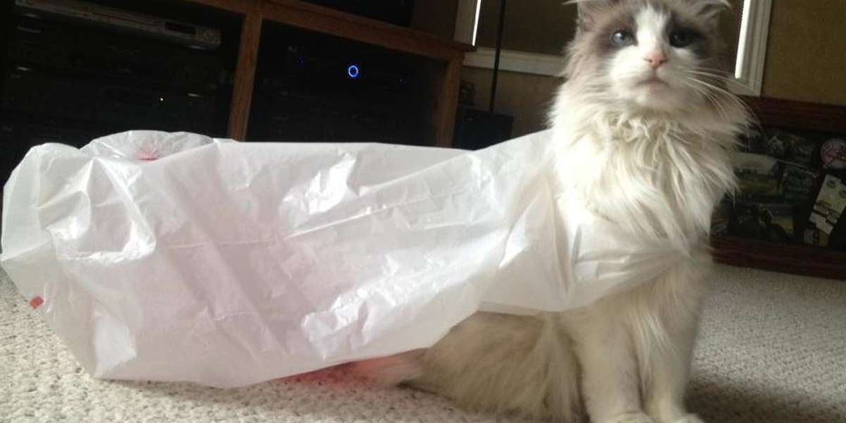 12 Cats Who Are Secretly Superheroes - The Dodo