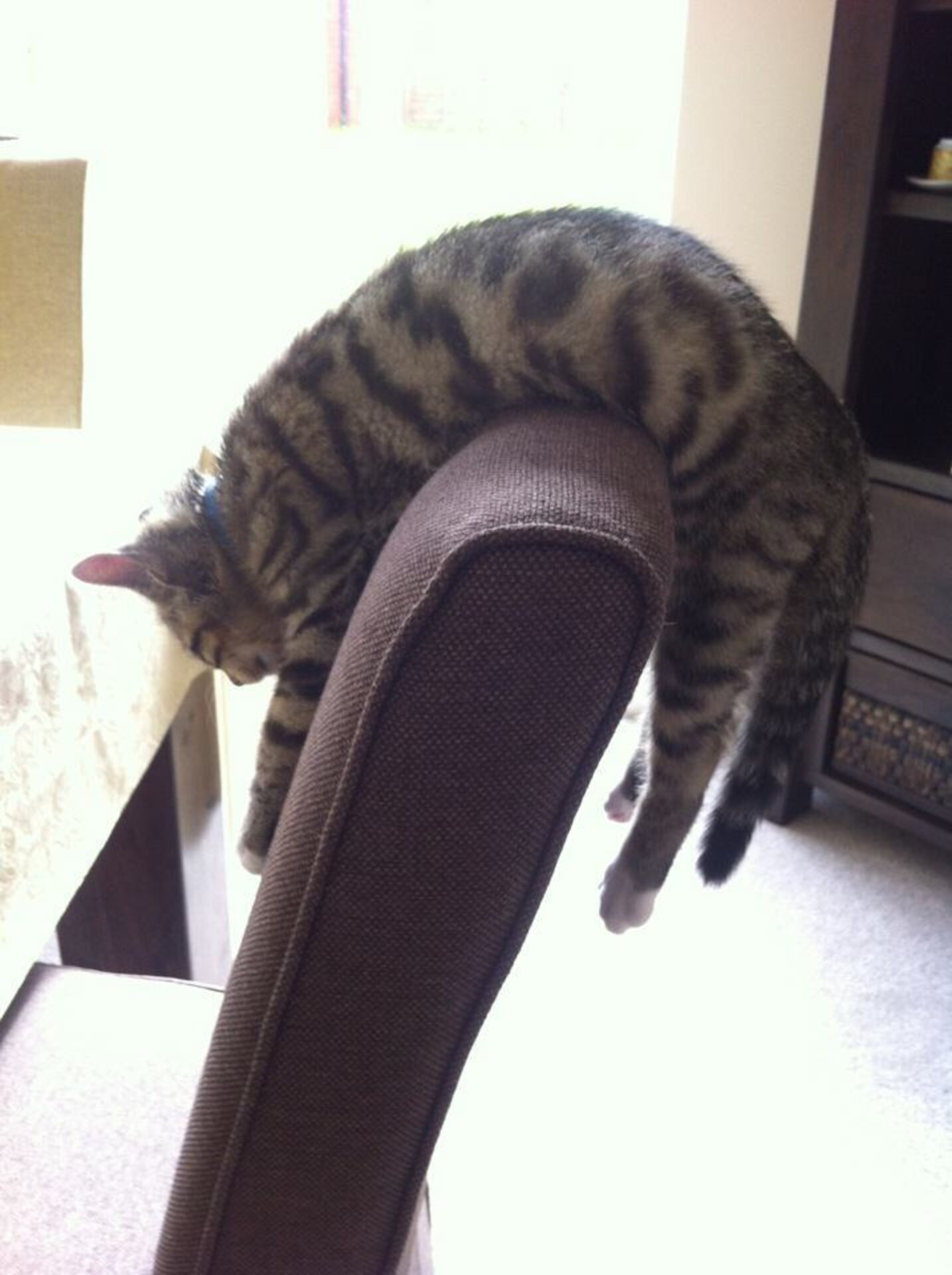 12 Cats Who Are Secretly Superheroes - The Dodo