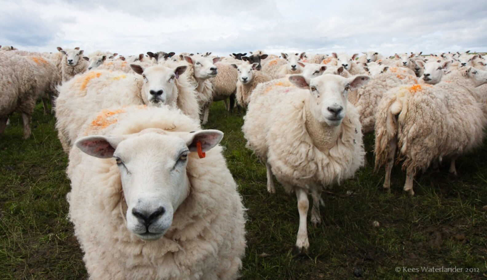 Sheepwrecked: Why Don't We Quit Animal Products Already? - The Dodo