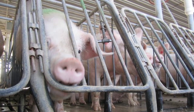 Pigs' Fate In His Hands: Will Chris Christie Choose Principles Or ...