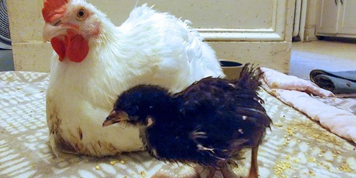 Rooster Escapes Slaughter And Meets A Friend Who Gets It - The Dodo