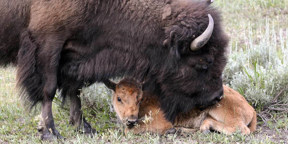 Hundreds Of Wild Bison Are About To Be Killed For No Good Reason - The Dodo