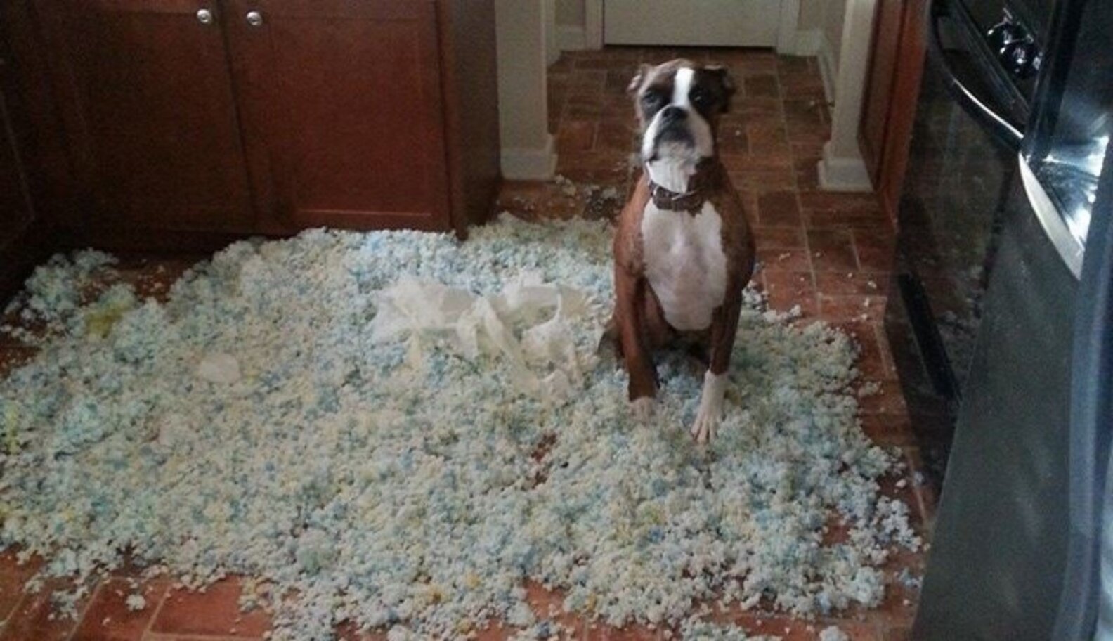 11 Dogs Who Have No Idea Where This Mess Came From - The Dodo