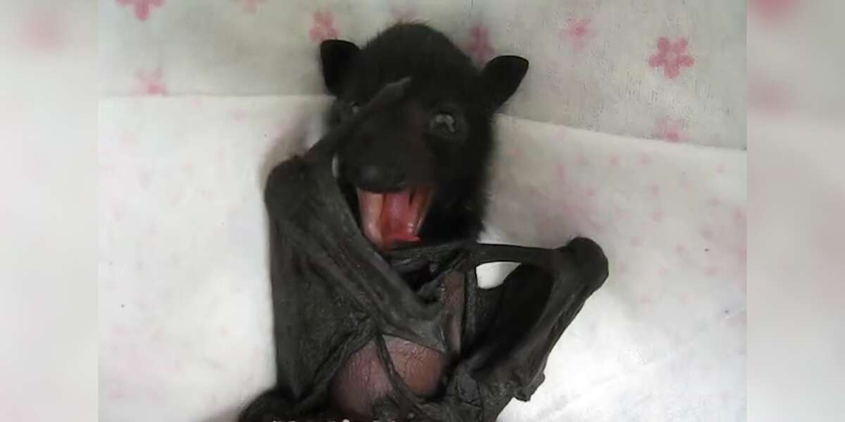 Baby Bat Claps His Wings - The Dodo