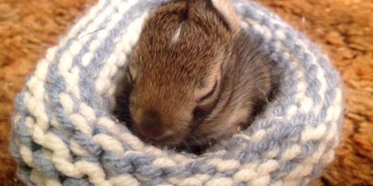 Bunny Found In Ontario Gets Help From Wildlife Rescuers - The Dodo