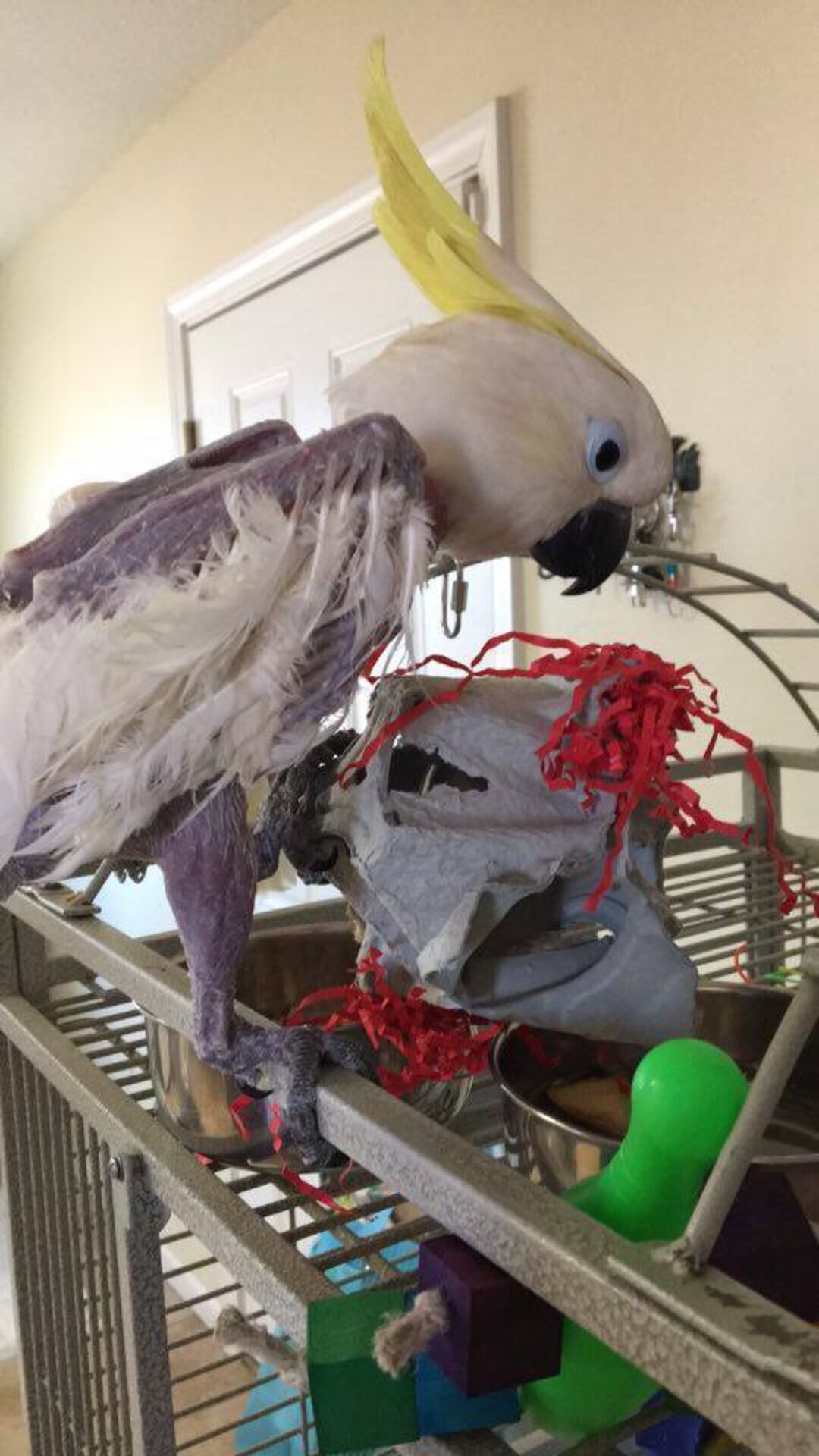 These Rescued Parrots Just Got The Sweetest Surprise - The Dodo