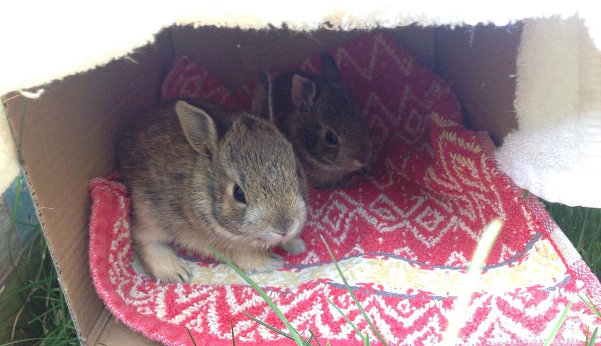 Bunny Found In Ontario Gets Help From Wildlife Rescuers - The Dodo
