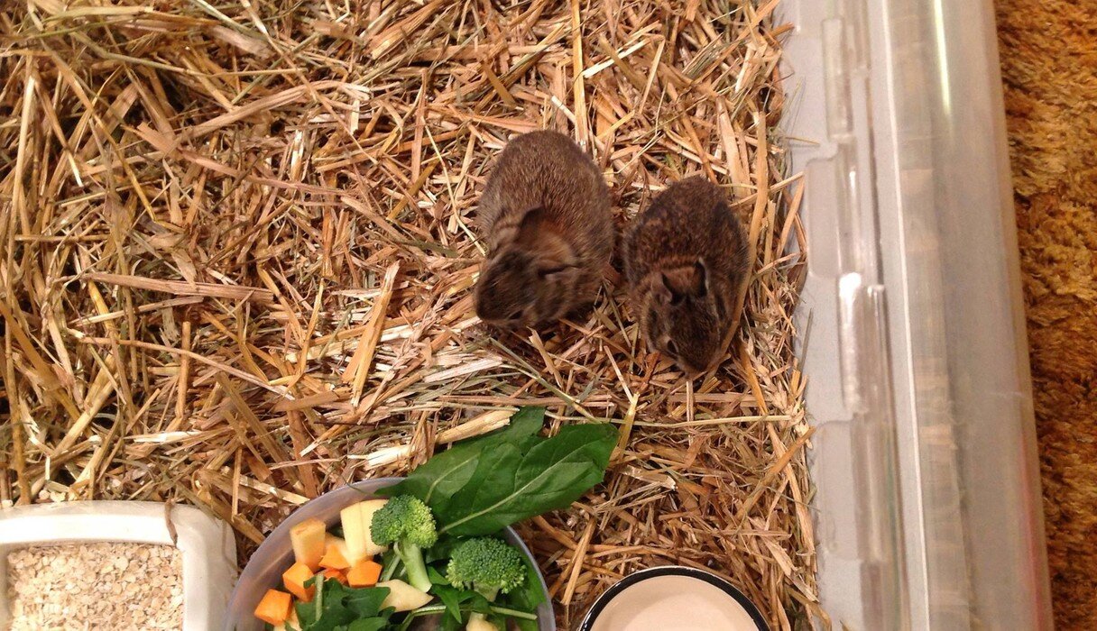 Bunny Found In Ontario Gets Help From Wildlife Rescuers - The Dodo