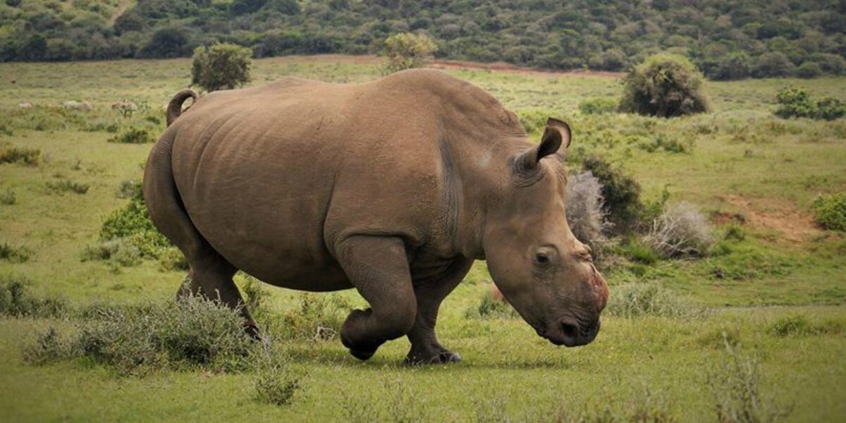 Dehorned Rhino’s Story Has The Happiest Update - The Dodo