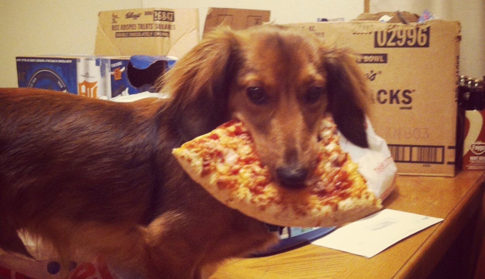 12 Pets Who Are Definitely Stealing Your Pizza - The Dodo