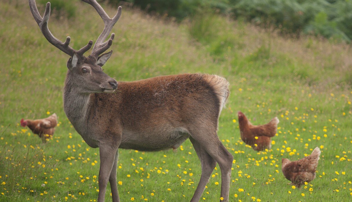 Deer In Scotland Form An Unlikely Friendship With A Flock Of Chickens ...