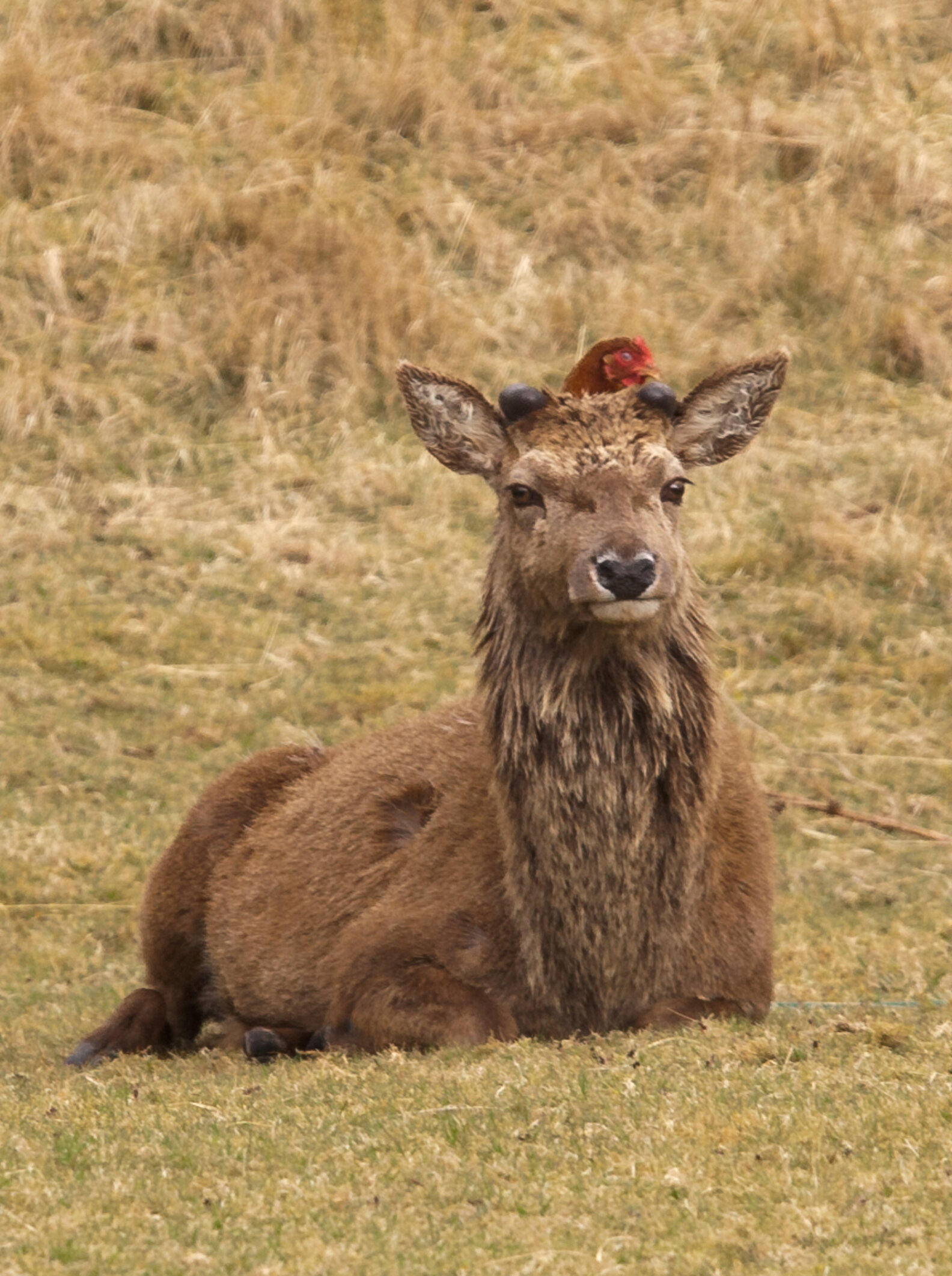 Deer In Scotland Form An Unlikely Friendship With A Flock Of Chickens ...