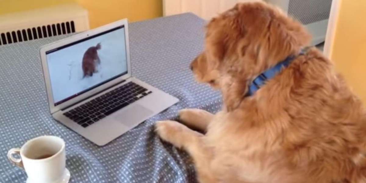 Golden Retriever Battles Computer Screen To Reach YouTube Dog - The Dodo