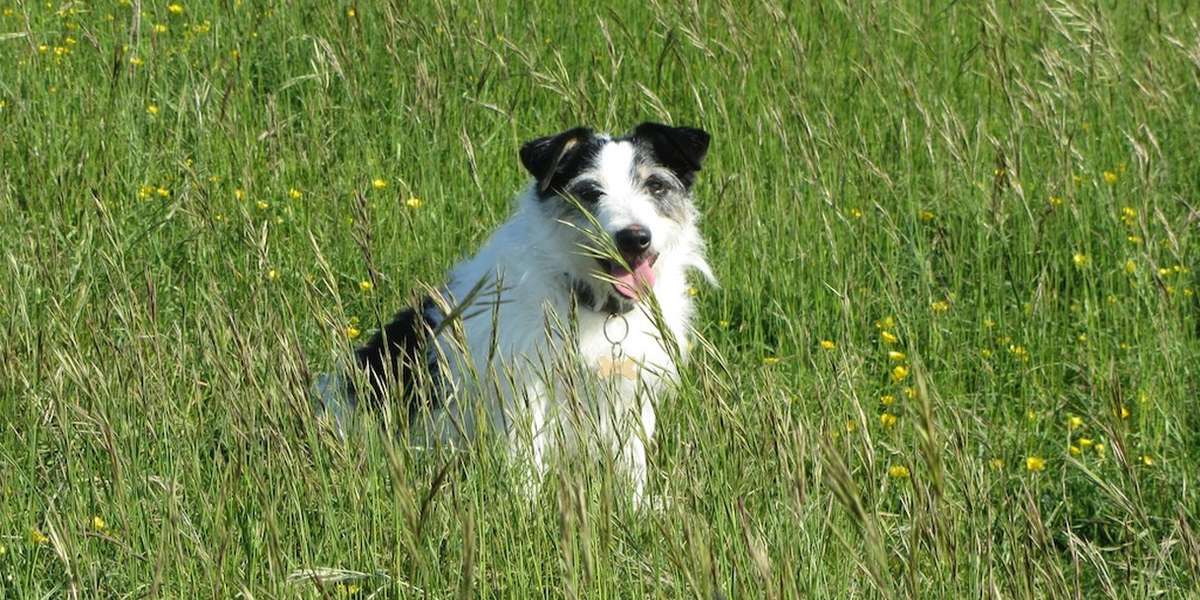 Do's and Don'ts For Finding Your Missing Dog - The Dodo