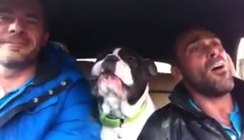 8 Singing Dogs Whose Talent Simply Can't Be Ignored - The Dodo