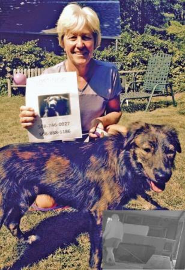 Do's and Don'ts For Finding Your Missing Dog - The Dodo