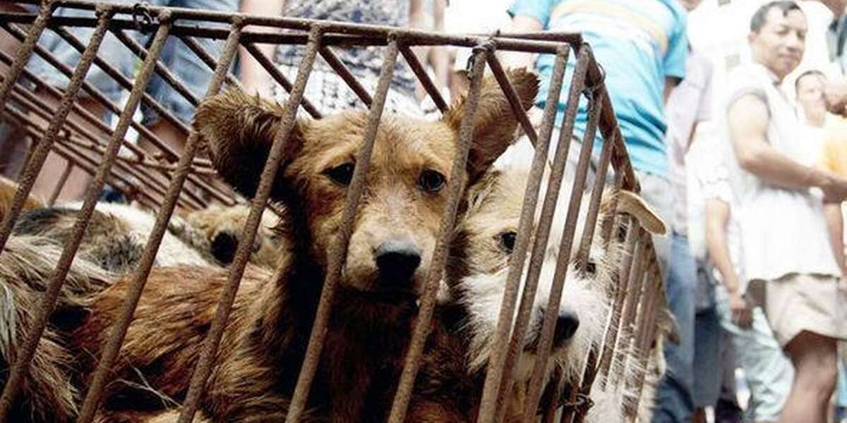 Officials Announce Violent Plan To Rid Streets Of Dog Poop - The Dodo