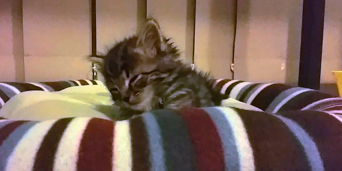 Kitten Keeps Falling Asleep - The Dodo