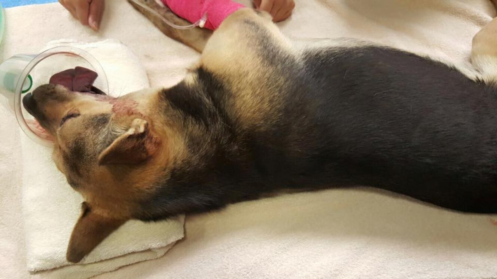 Severely Beaten Dog Saved By Facebook Post - The Dodo