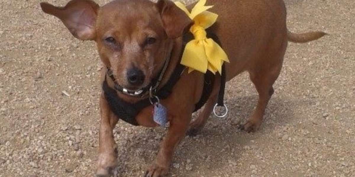 What To Do When You See A Yellow Ribbon On A Dog's Leash - The Dodo