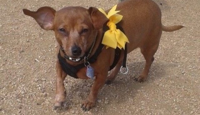 What To Do When You See A Yellow Ribbon On A Dog's Leash - The Dodo