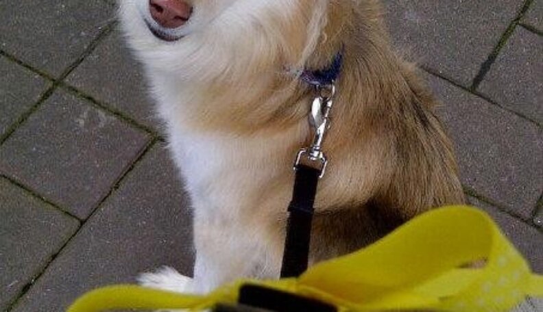 What To Do When You See A Yellow Ribbon On A Dog's Leash - The Dodo