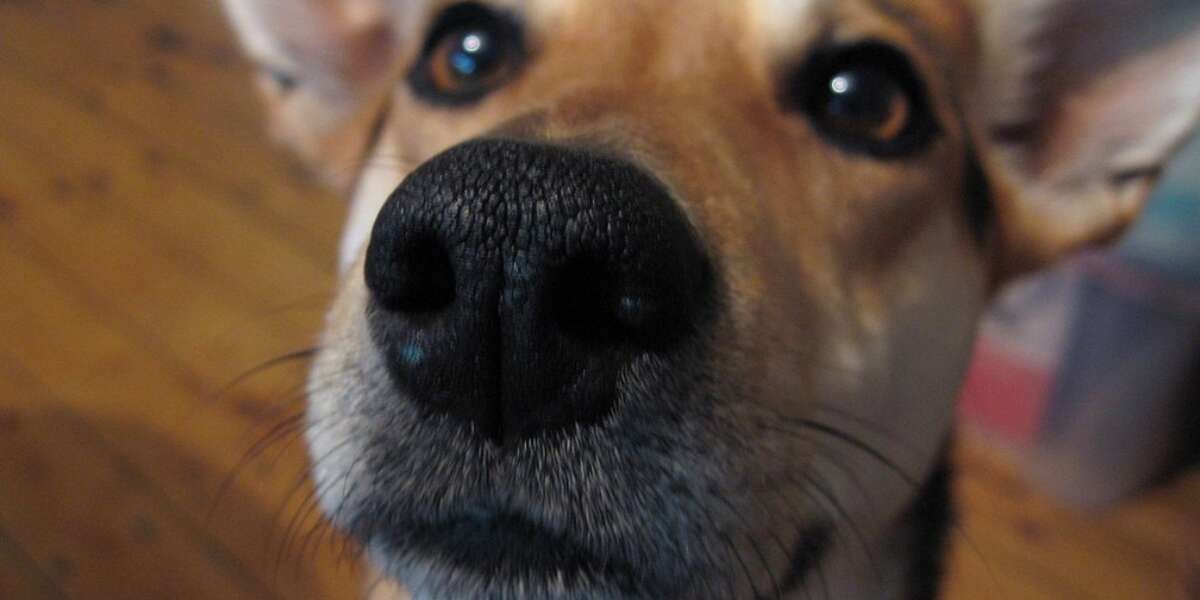 Study: Dogs Prefer Smell Of Owners To Smell Of Dogs - The Dodo