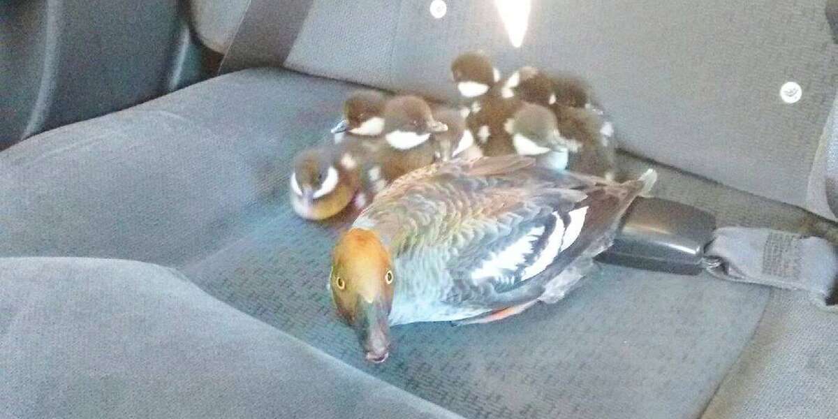 Cool Cab Driver Gives Free Ride To A Family Of Displaced Ducks - The Dodo