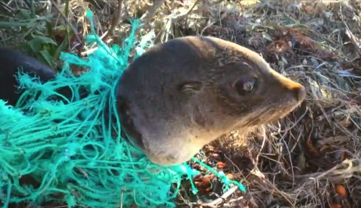 Baby Seal Caught In Net Released - The Dodo