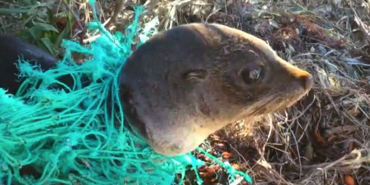 Baby Seal Tangled In Net Gets Returned To The Ocean - The Dodo