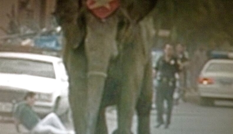 New Documentary ‘Tyke Elephant Outlaw,’ Poised to Be the Blackfish for ...