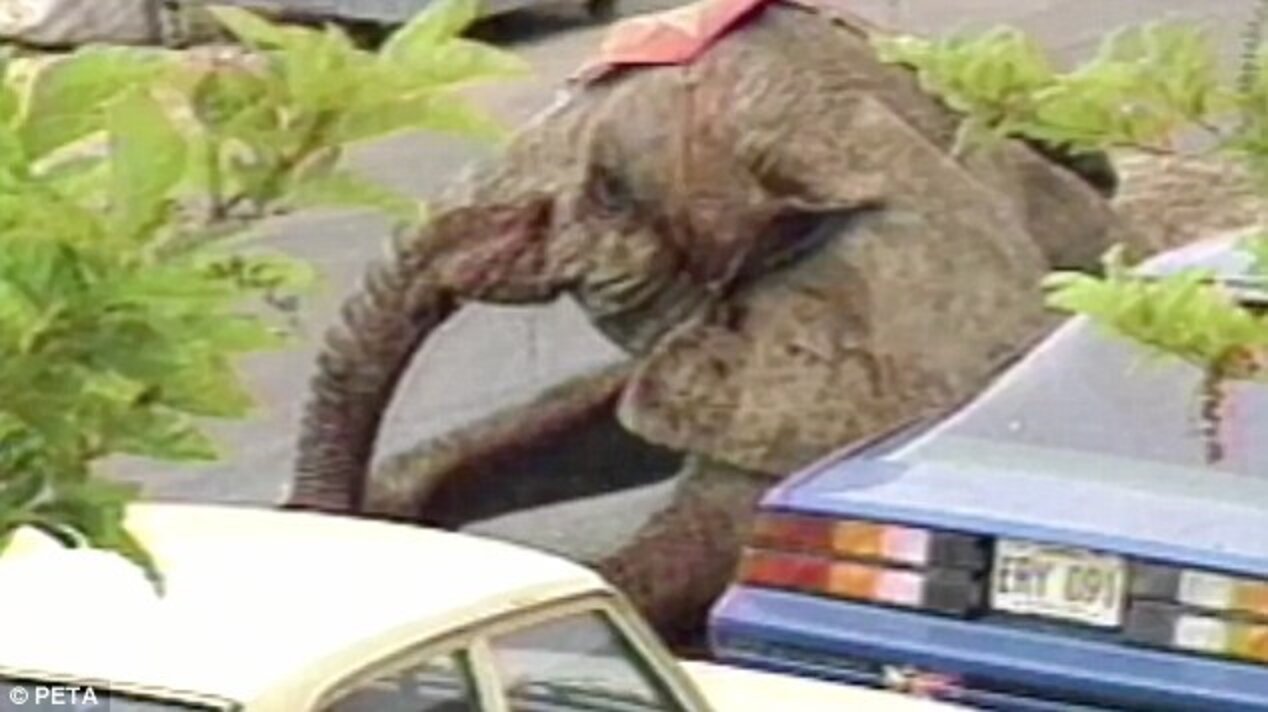 New Documentary ‘Tyke Elephant Outlaw,’ Poised to Be the Blackfish for ...