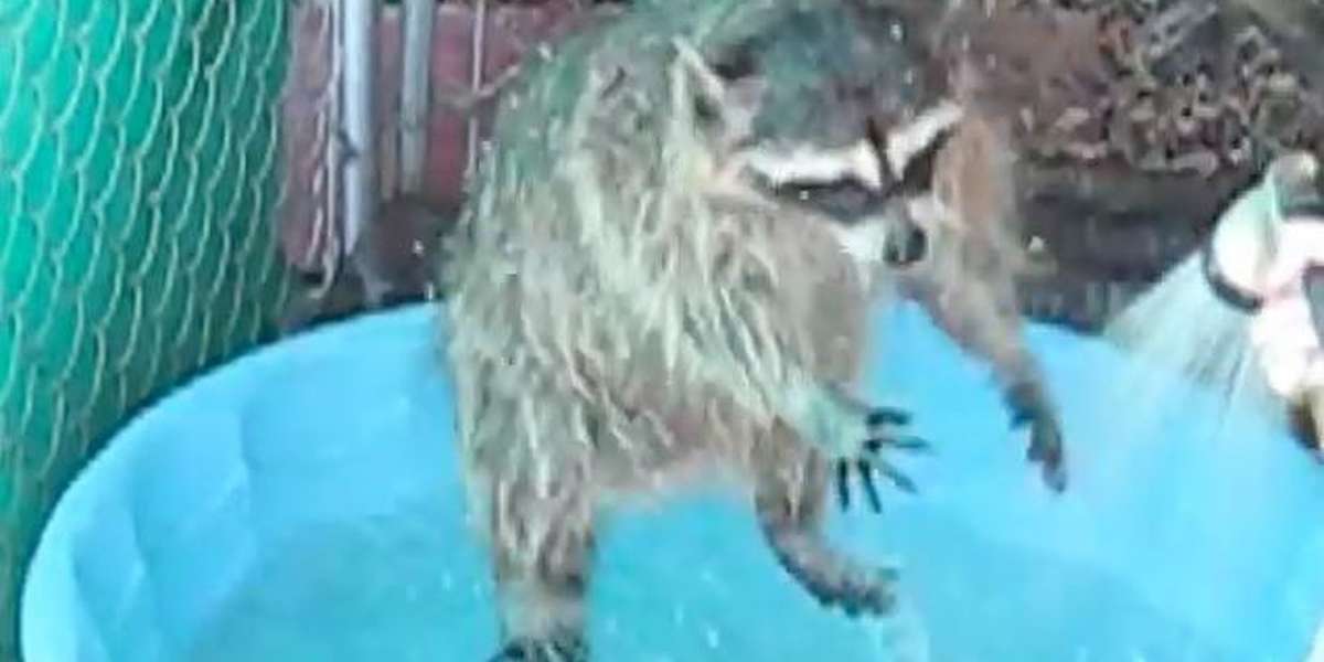 Abused Raccoon Gets Rescued, Freaks Out About EVERYTHING - The Dodo