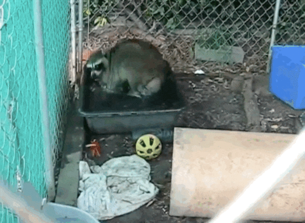 Abused Raccoon Gets Rescued, Freaks Out About EVERYTHING - The Dodo