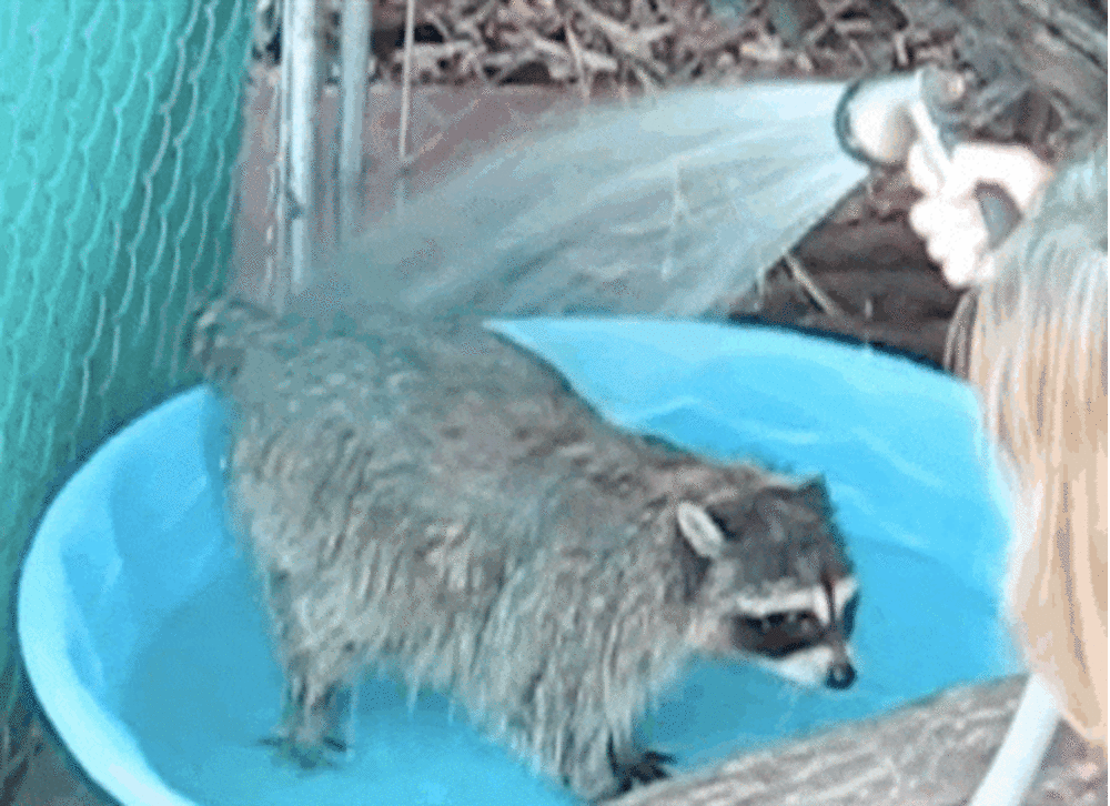 Abused Raccoon Gets Rescued, Freaks Out About EVERYTHING - The Dodo