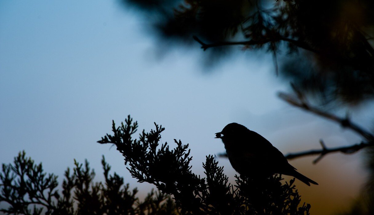 Colors In Nature: Black - The Dodo