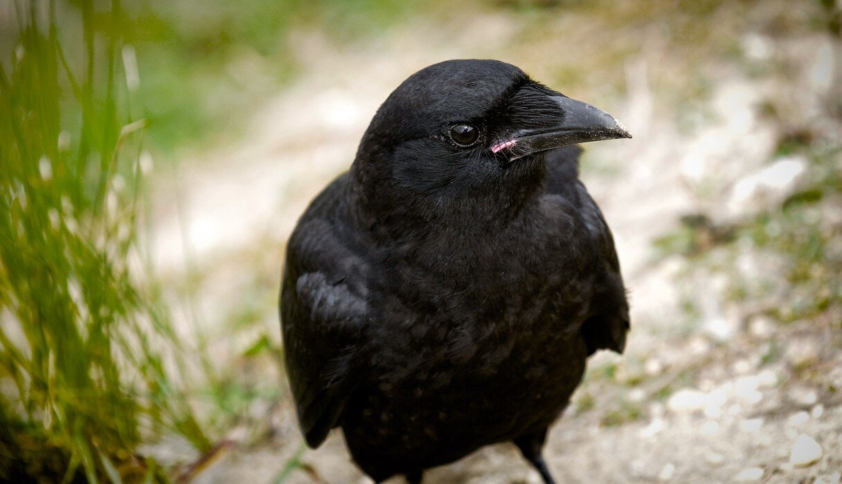 Black Things In Nature