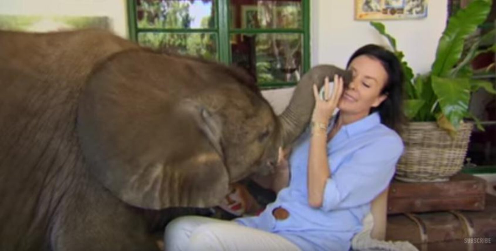 Baby Elephant Follows His Rescuer Absolutely Everywhere - The Dodo