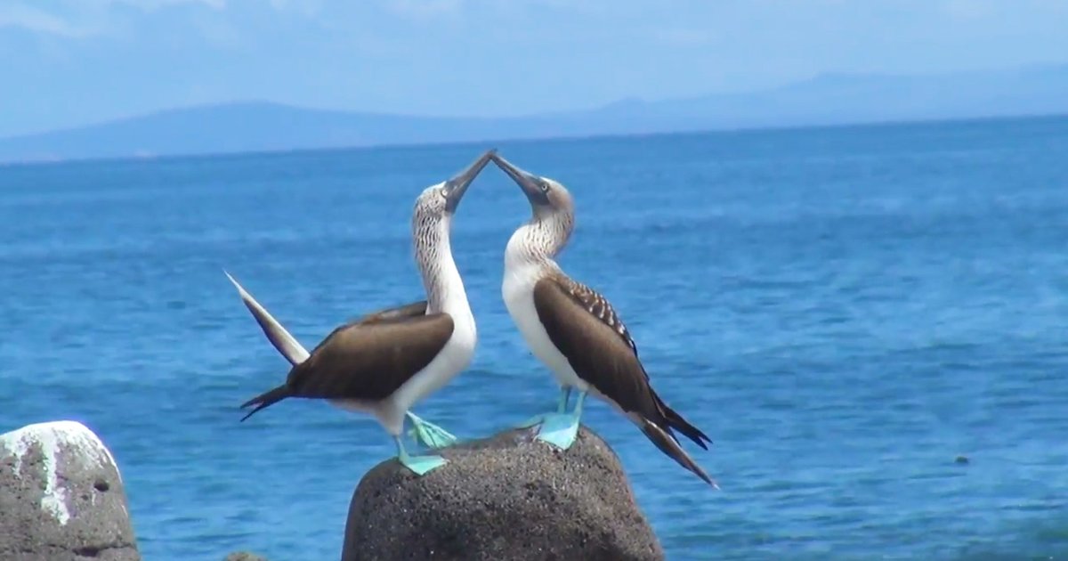 Blue-Footed Boobies Have The Best Mating Dance - The Dodo