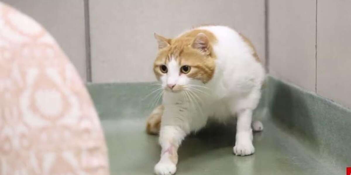 Sweet Cat Wounded In Illegal Trap Now Searching For A Family - The Dodo