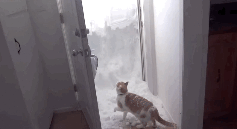Cat Bravely Takes On Wall Of Snow Outside His Front Door - The Dodo