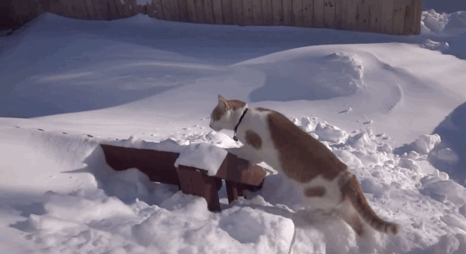 Cat Bravely Takes On Wall Of Snow Outside His Front Door - The Dodo