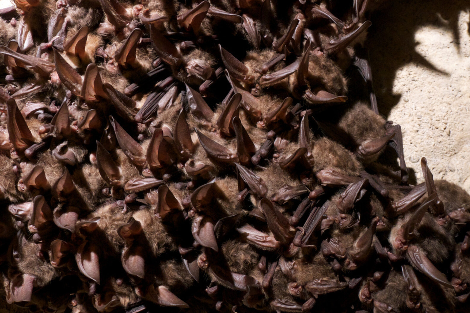 How A Simple Fungus Killed More Than 5 Million Bats - The Dodo