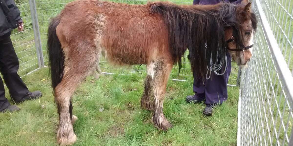 Abandoned Pony Was Terrified Of Being Rescued — And Now She Gives ...