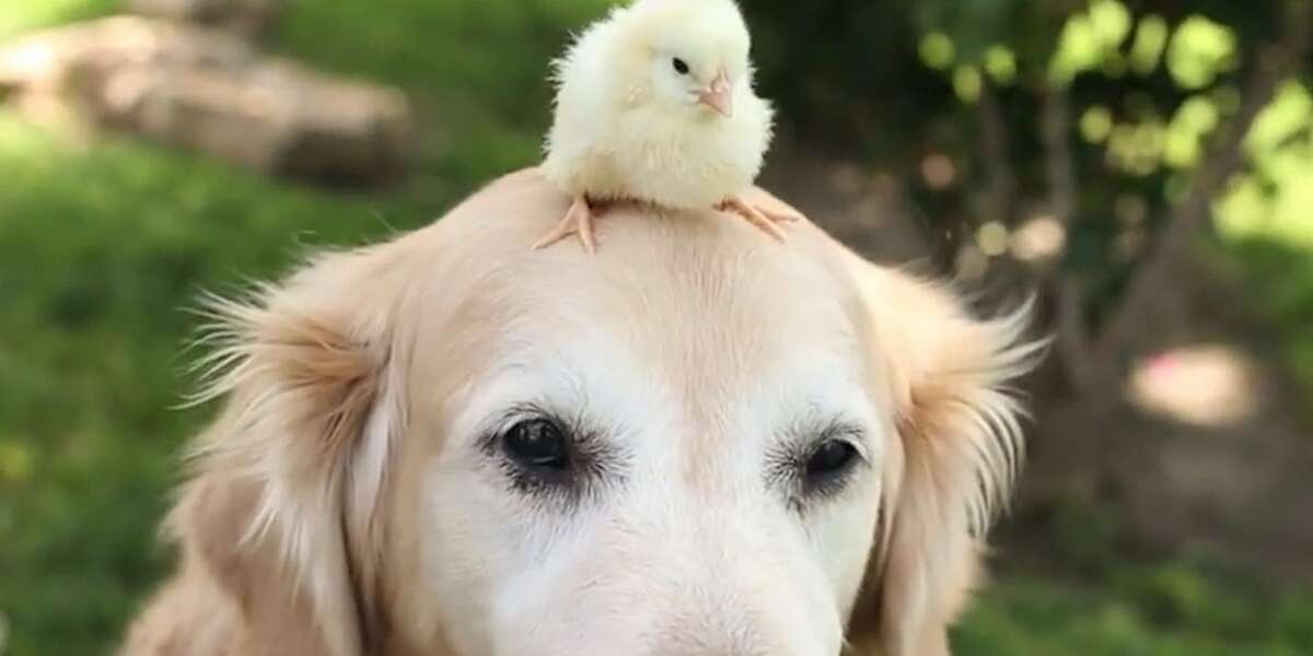 Old Dog Falls In Love With Baby Chicks - The Dodo