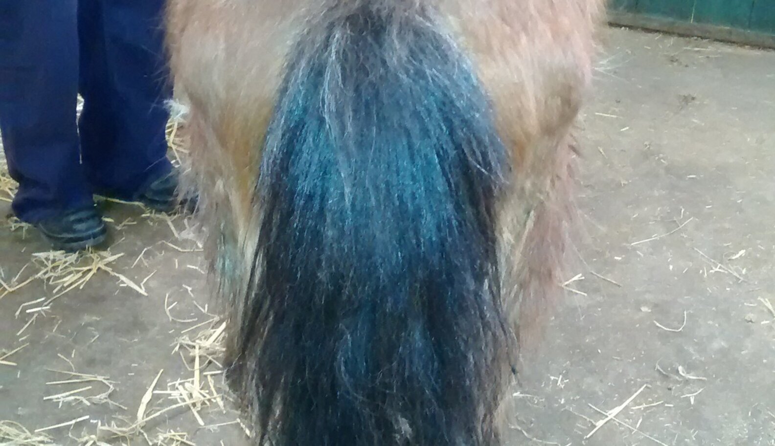 Abandoned Pony Was Terrified Of Being Rescued — And Now She Gives ...