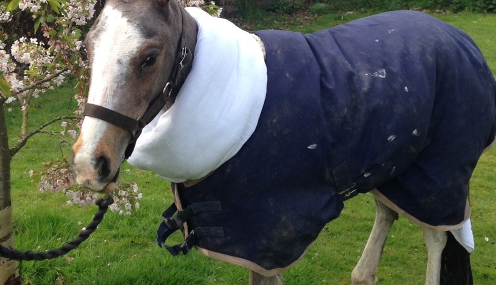 Abandoned Pony Was Terrified Of Being Rescued — And Now She Gives ...