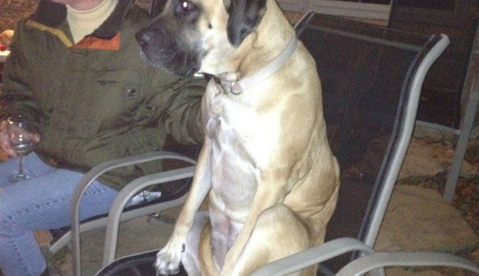 12 Dogs Who Are Convinced They're Humans - The Dodo