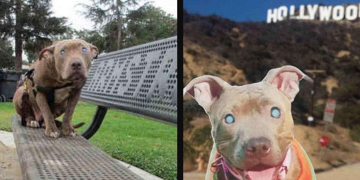 Dying Pit Bull Is Too Sick To Travel The World, So Others Do It For Her ...