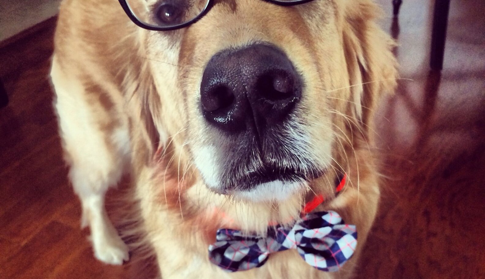 12 Dogs Who Are Convinced They're Humans - The Dodo